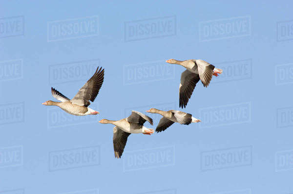 Grey geese flying, low angle view - Stock Photo - Dissolve
