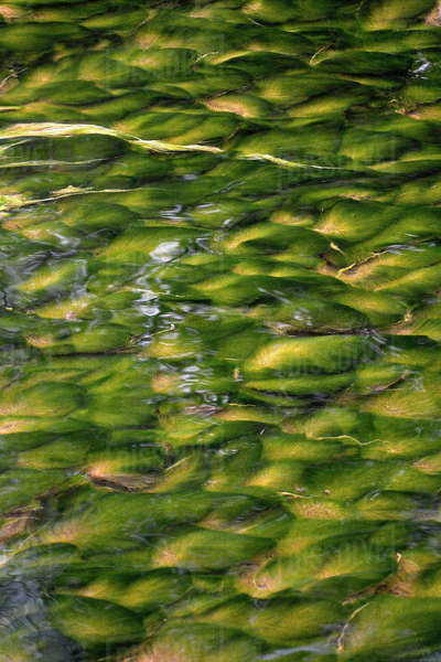 Aquatic plants in a stream - Stock Photo - Dissolve