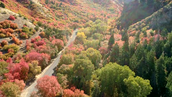 Flying over colorful fall foliage in Utah during Fall moving up canyon ...