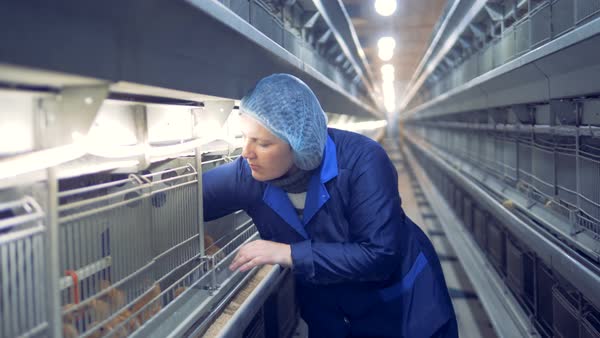 Henhouse worker is examining a baby chicken in a poultry farm - 4K ...