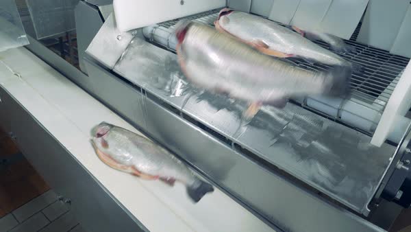 Raw fish moving on conveyor belt, Moscow, Russia - 4K Royalty-free ...