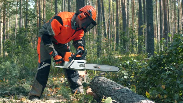 Woodman is chopping a tree with a chainsaw. Deforestation, forest ...