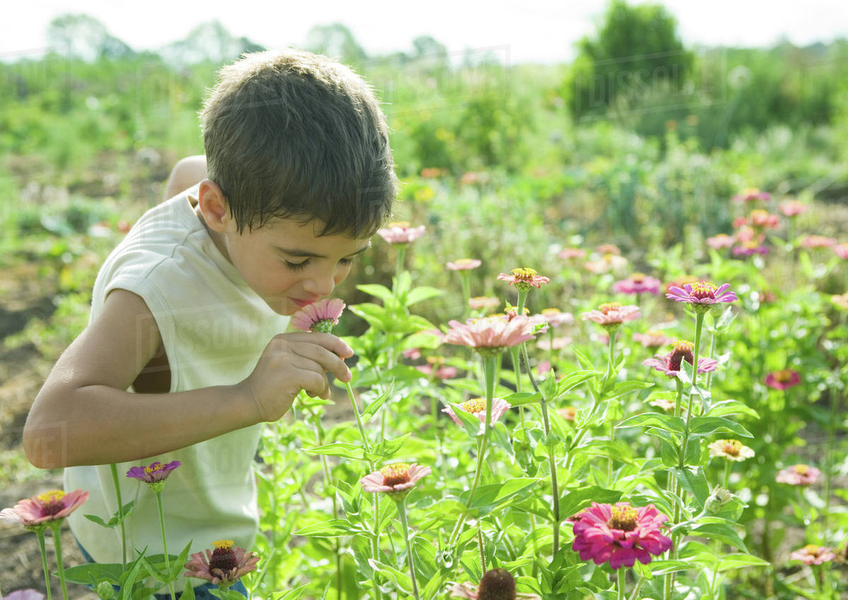 Boy smelling flower - Stock Photo - Dissolve