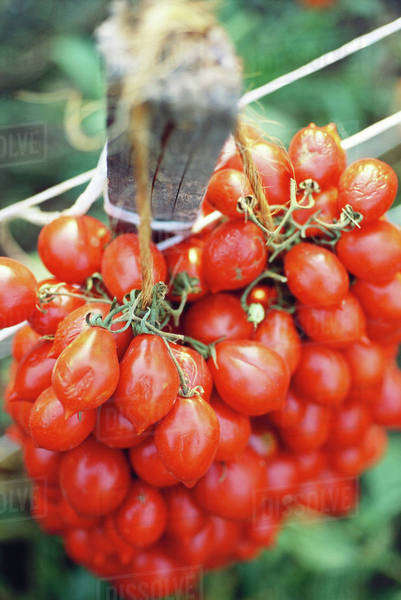 Bunch of tomatoes - Royalty-free Stock Photo | Dissolve