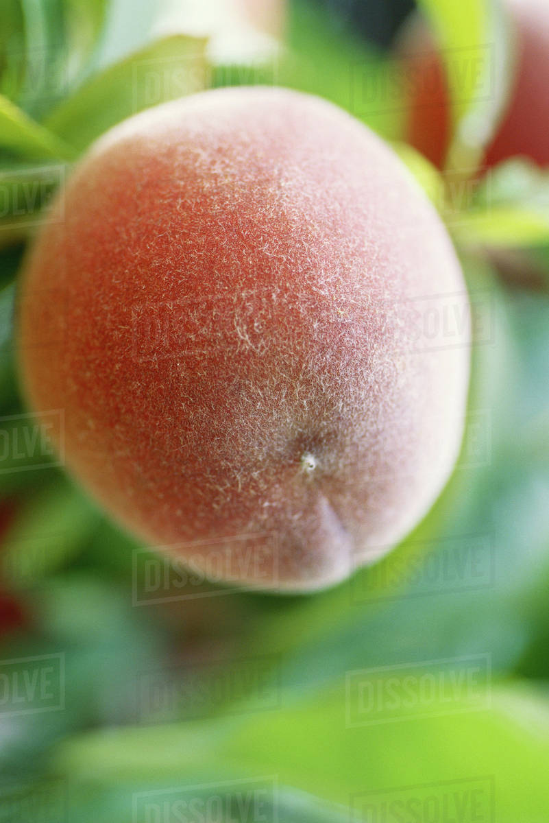 Peach, close-up - Royalty-free Stock Photo | Dissolve