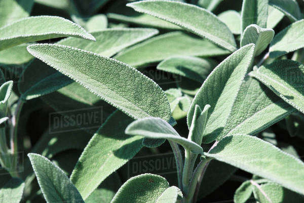 Sage plant, close-up - Stock Photo - Dissolve