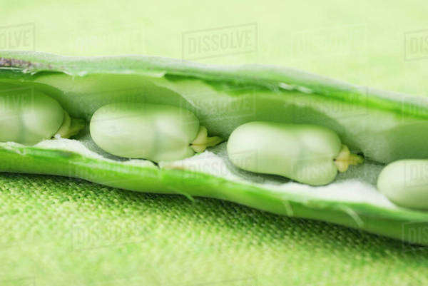 Broad bean split open to reveal beans, close-up - Stock Photo - Dissolve