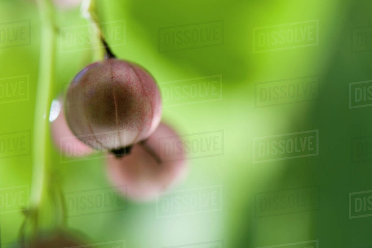 Pink currant growing on bush, extreme close-up - Royalty-free Stock ...
