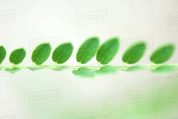 Green leaves growing in a row on branch, close-up - Stock Photo - Dissolve