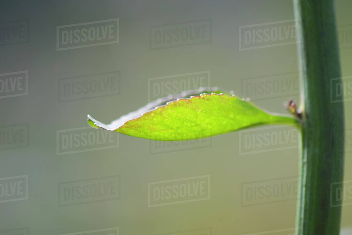 New leaf growing on stem, close-up - Royalty-free Stock Photo | Dissolve