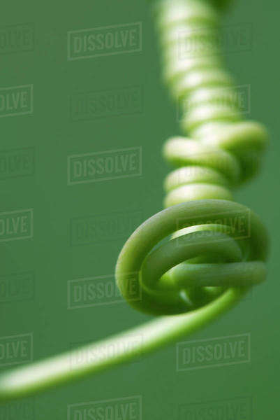 Coiled vine tendril, extreme close-up - Royalty-free Stock Photo | Dissolve