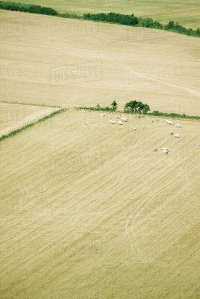 Aerial view of cows in pasture - Royalty-free Stock Photo | Dissolve