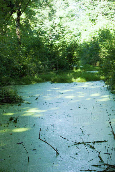 Stagnant pond in forest - Stock Photo - Dissolve