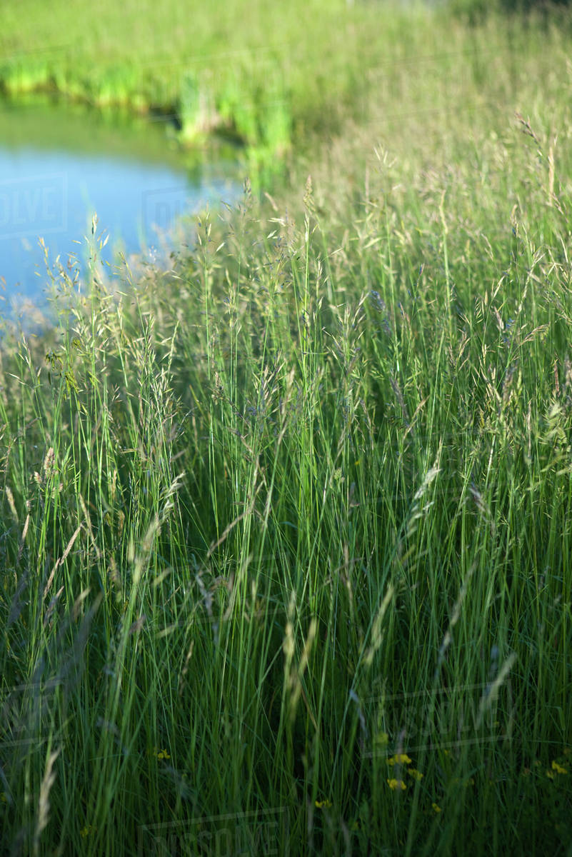 Grassy embankment - Royalty-free Stock Photo | Dissolve