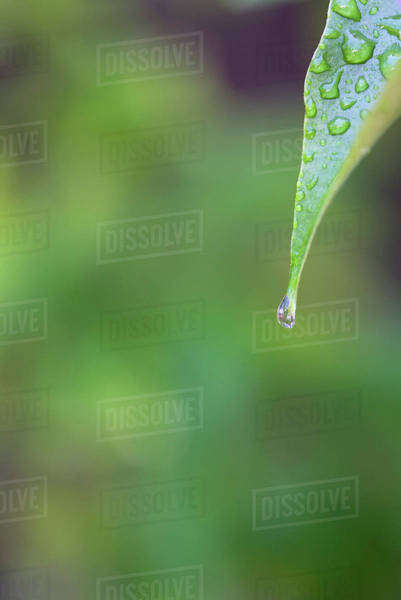 Water dripping off leaf, cropped view - Royalty-free Stock Photo | Dissolve