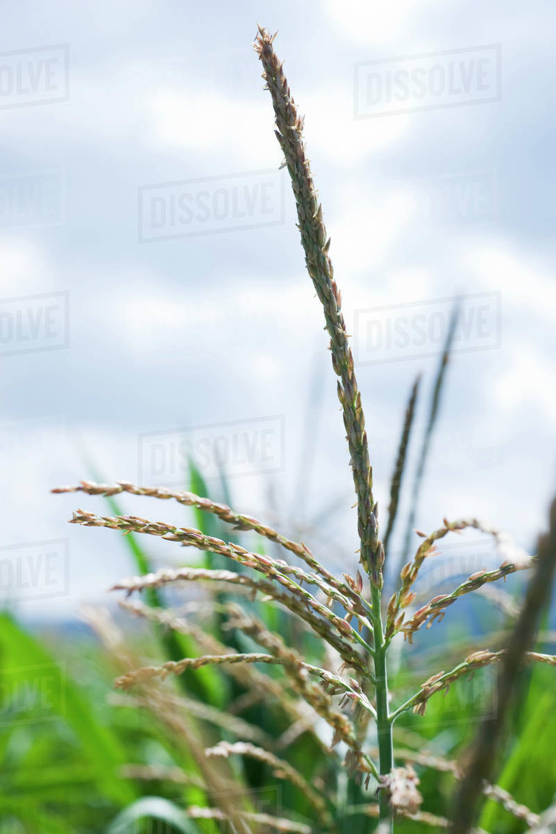 Weed, close-up - Stock Photo - Dissolve