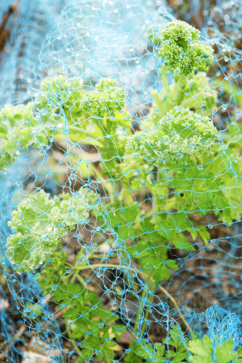 Kale covered by netting - Royalty-free Stock Photo | Dissolve