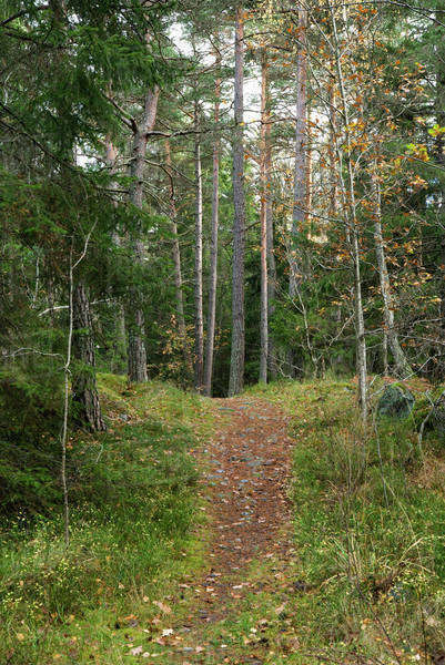 Rural uphill path - Royalty-free Stock Photo | Dissolve