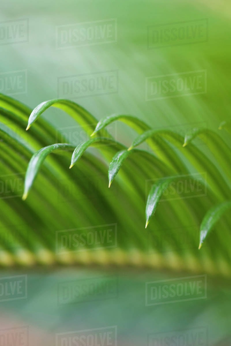 Plant frond, close-up - Royalty-free Stock Photo | Dissolve