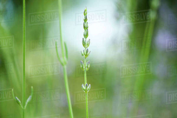 Lavender in bud, close-up - Stock Photo - Dissolve