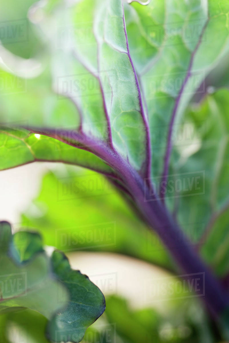 Cabbage leaf, extreme close-up - Royalty-free Stock Photo | Dissolve