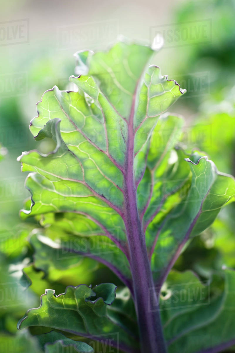 Cabbage leaf, extreme close-up - Stock Photo - Dissolve