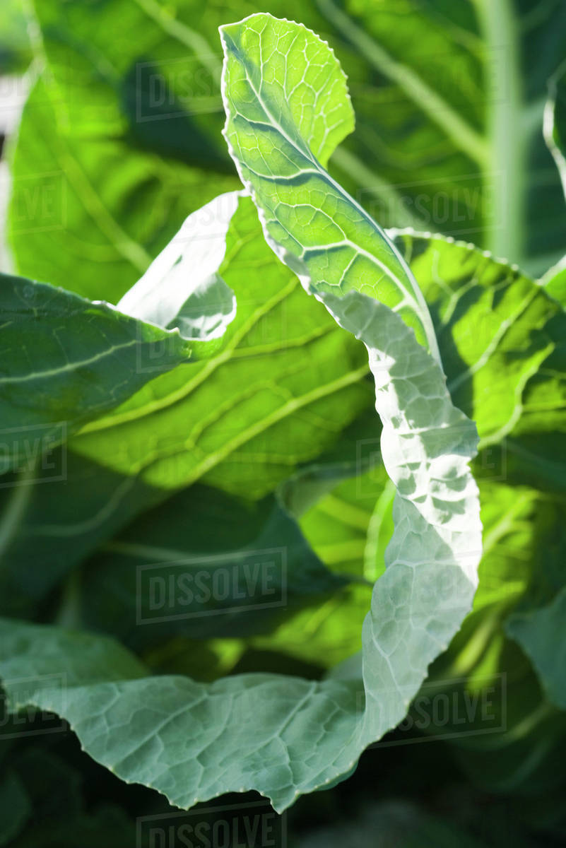 Leaf vegetable growing, close-up - Royalty-free Stock Photo | Dissolve