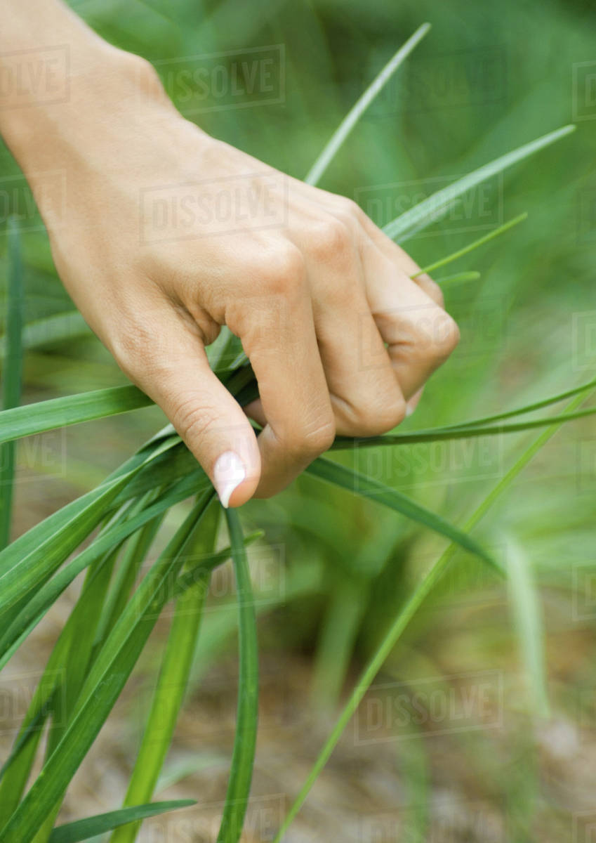 Woman's hand grasping handful of long grass - Royalty-free Stock Photo ...