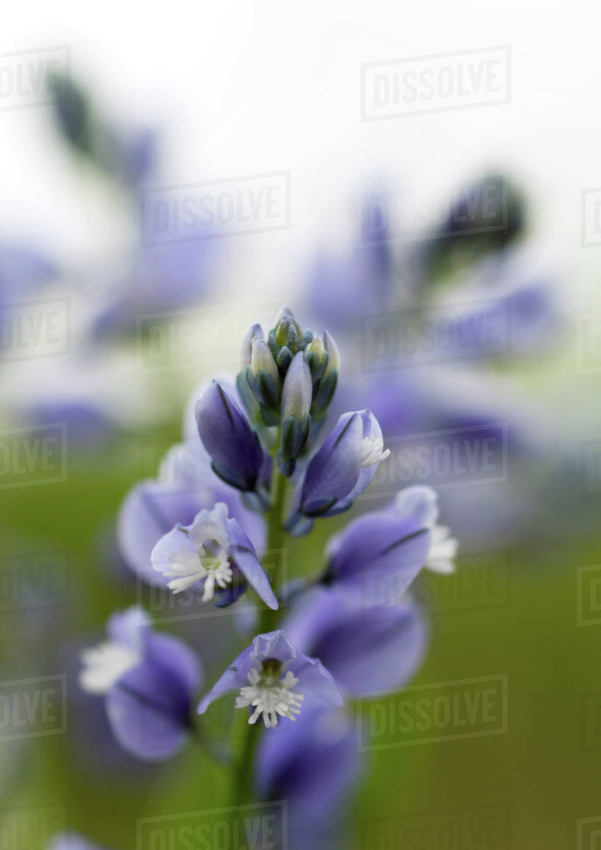 Blue wildflower - Royalty-free Stock Photo | Dissolve
