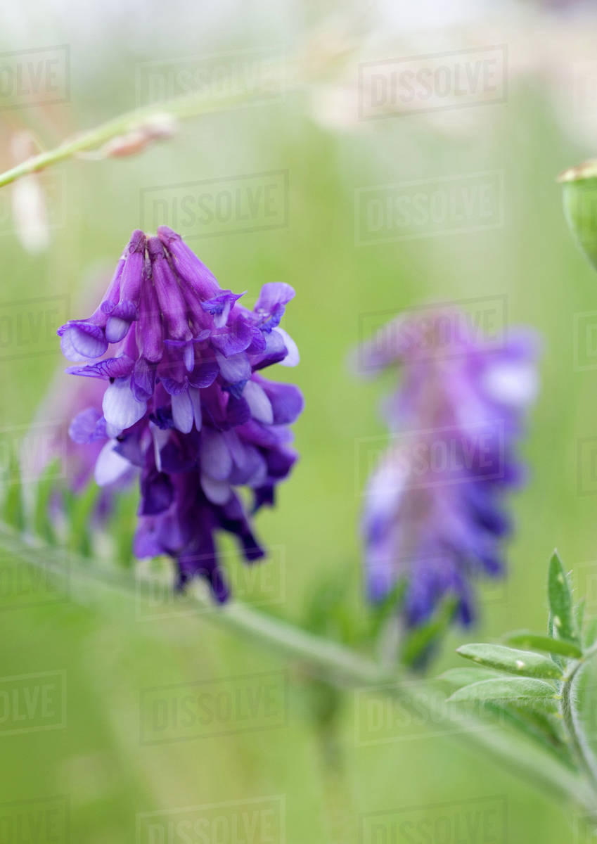 Purple flowers of common vetch plant - Stock Photo - Dissolve