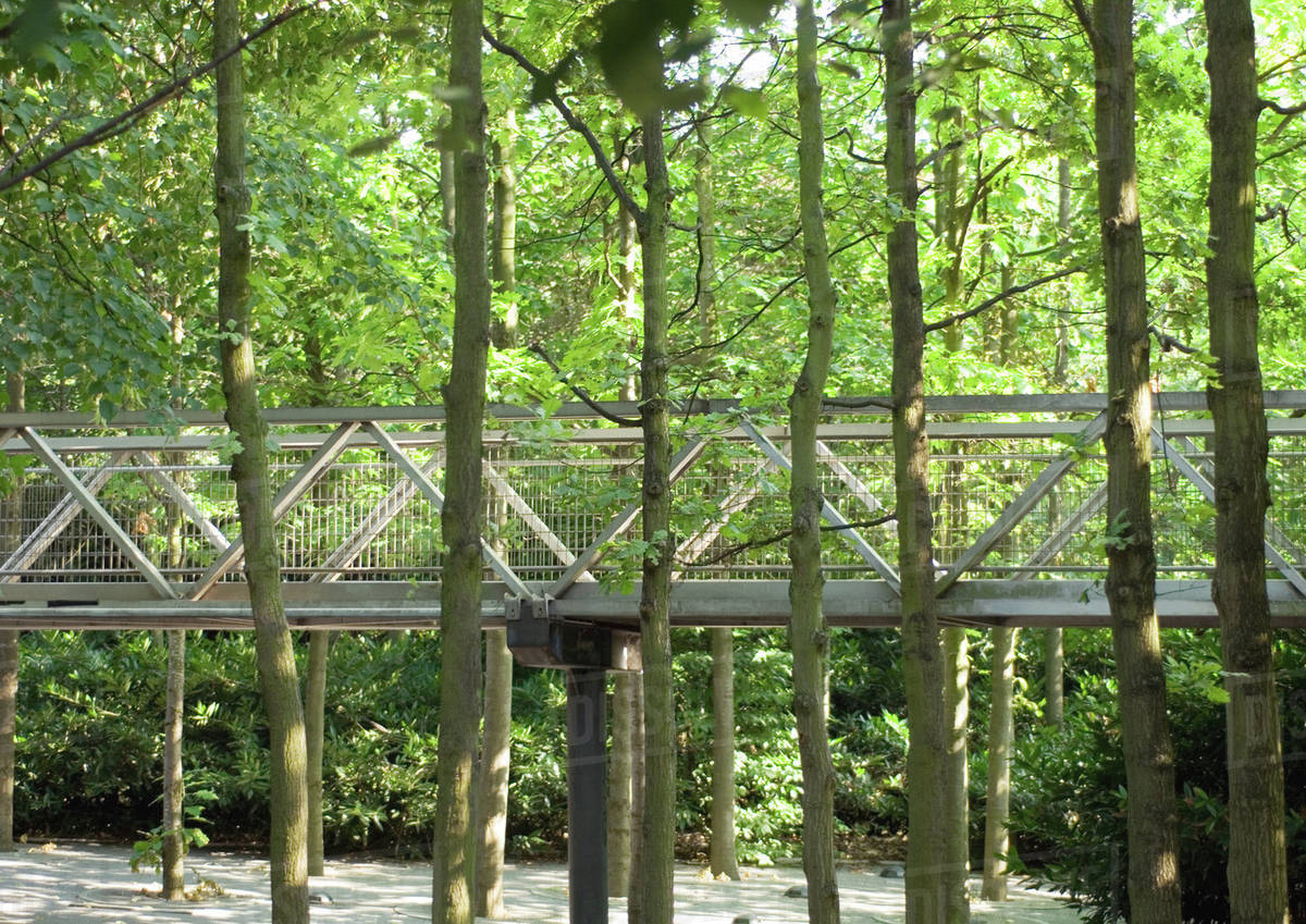 Elevated forest walkway - Royalty-free Stock Photo | Dissolve