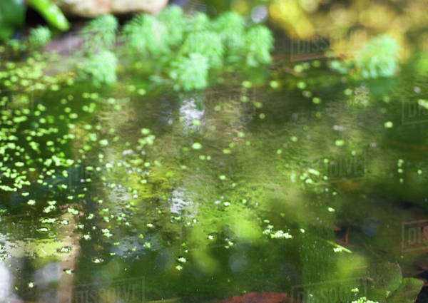 Surface of pond - Royalty-free Stock Photo | Dissolve