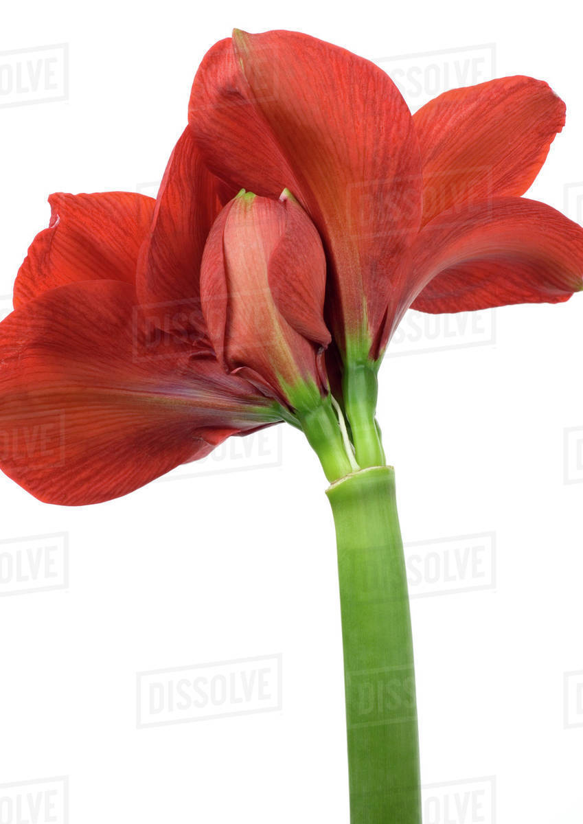 Amaryllis flower, close-up - Royalty-free Stock Photo | Dissolve