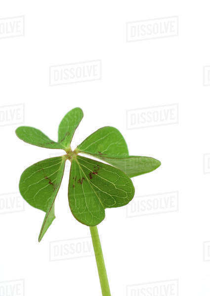 Shamrock, close-up - Royalty-free Stock Photo | Dissolve