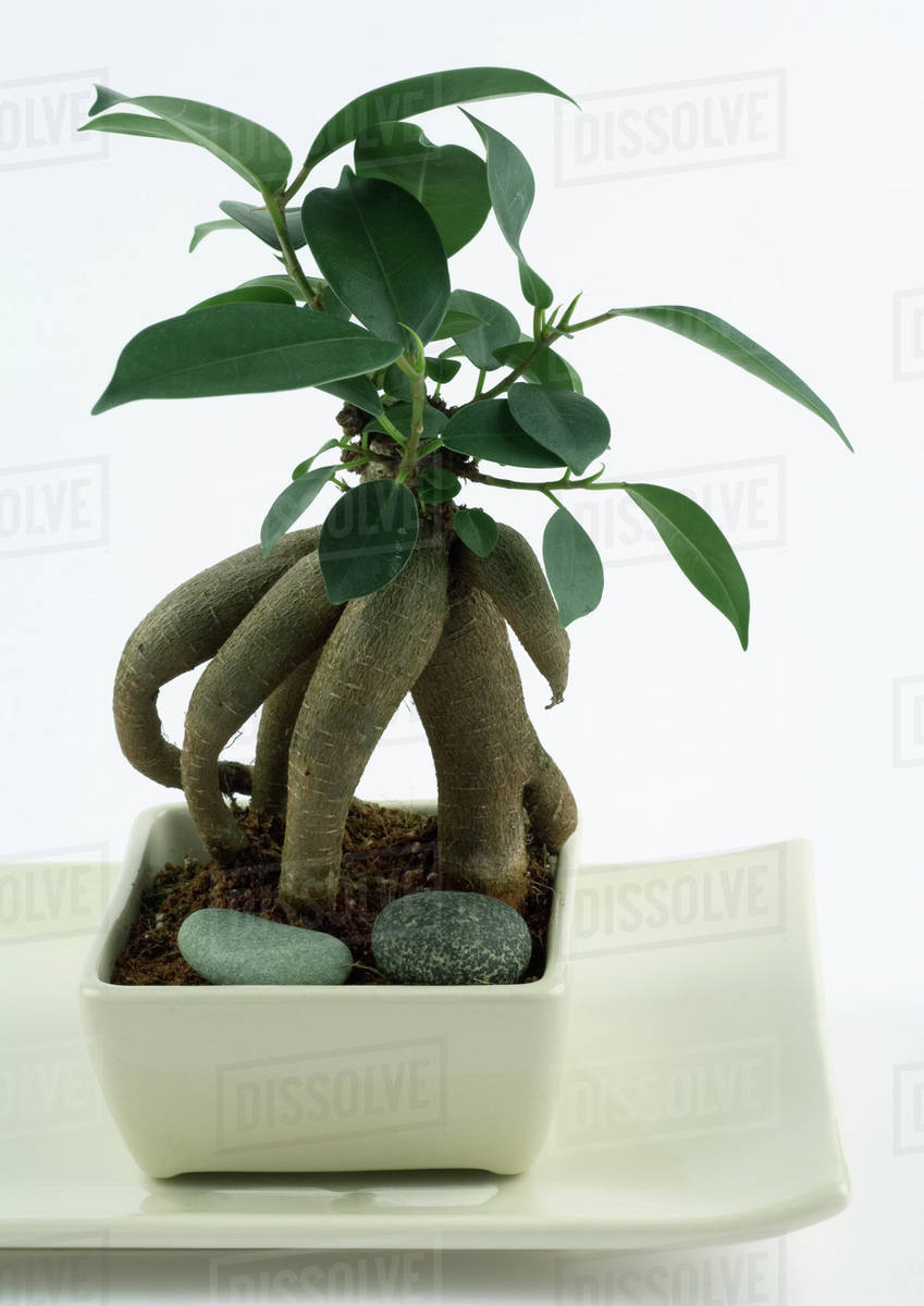 Ginseng ficus - Royalty-free Stock Photo | Dissolve