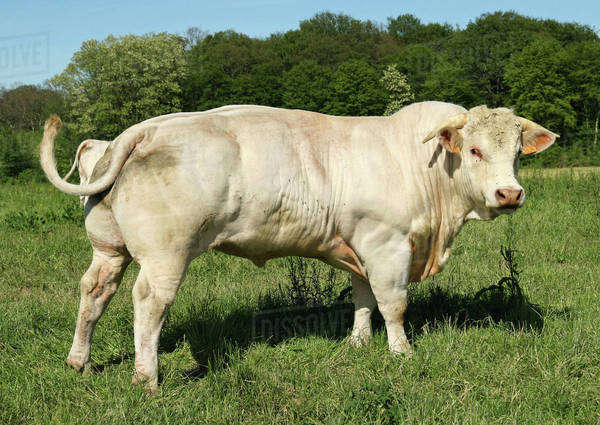 Charolais cow standing in field, turning head toward camera - Royalty ...