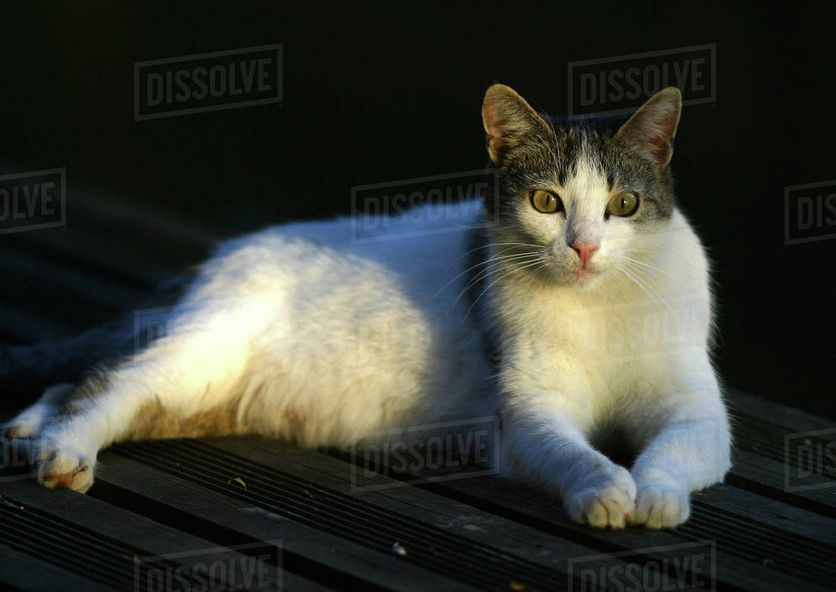 Cat, full length - Stock Photo - Dissolve