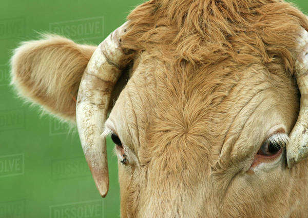Cow, close-up of head - Royalty-free Stock Photo | Dissolve
