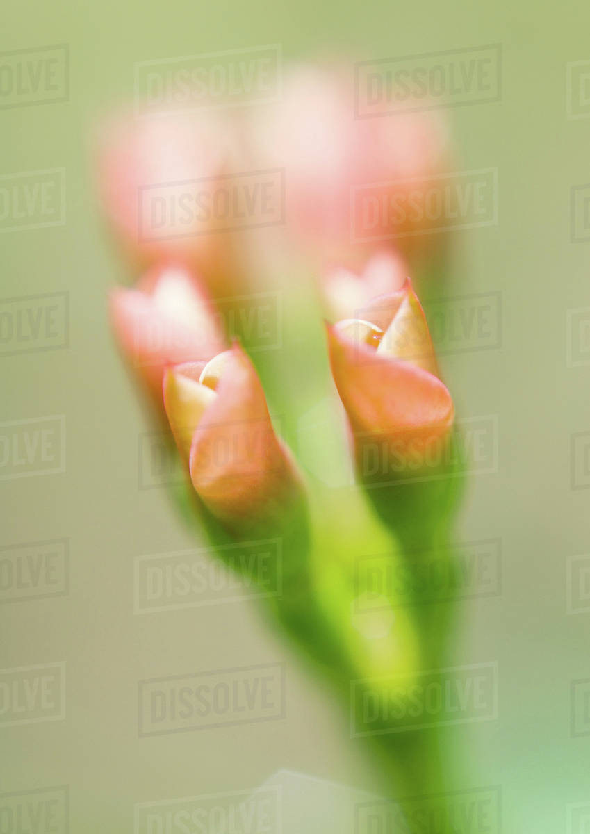 Pink flower buds - Royalty-free Stock Photo | Dissolve