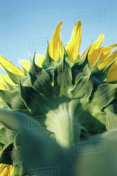 Sunflower, close-up of sepal - Royalty-free Stock Photo | Dissolve