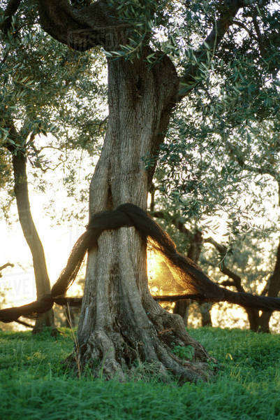 Olive tree with net around trunk for olive harvest - Royalty-free Stock ...