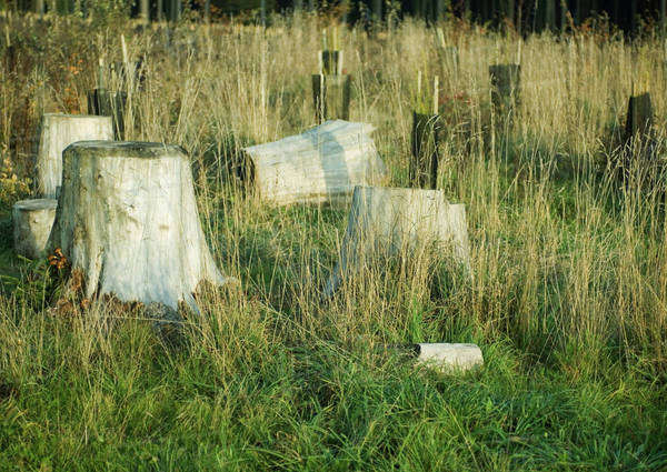 Tree stumps - Stock Photo - Dissolve