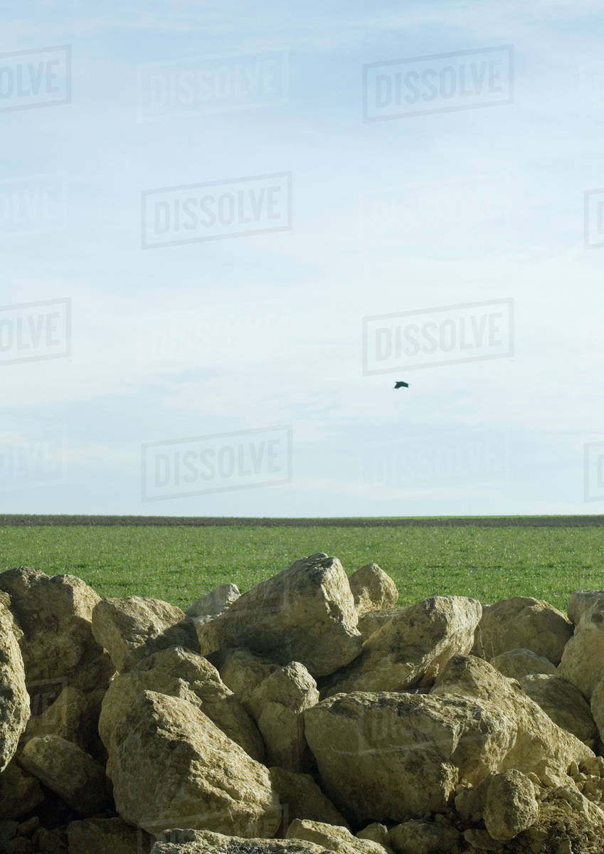 Landscape with rocks, field and bird flying - Royalty-free Stock Photo ...