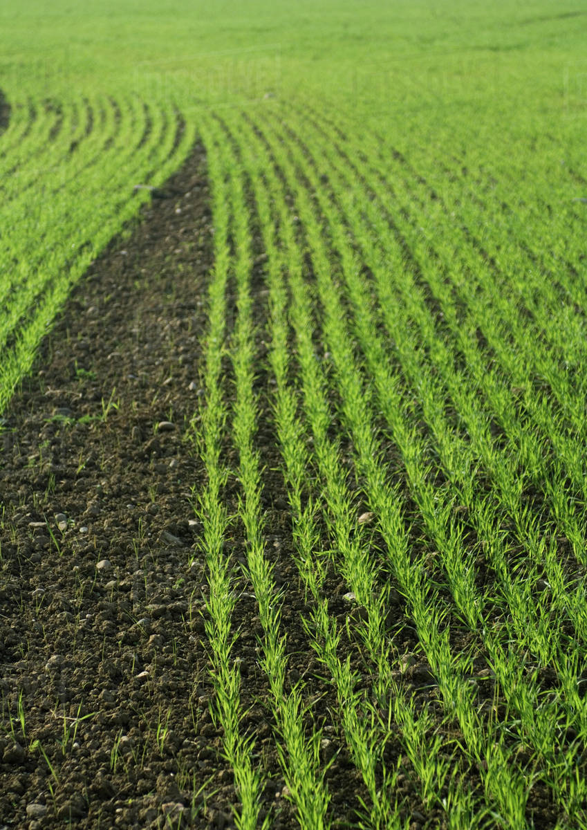 Rows of crops growing, close-up - Royalty-free Stock Photo | Dissolve