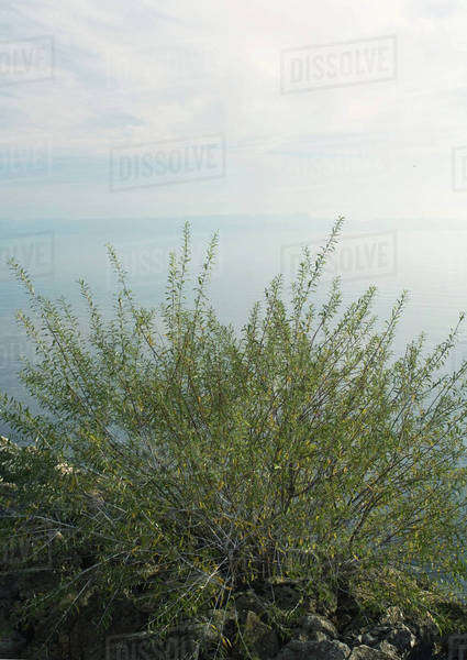 Bush, body of water in background - Stock Photo - Dissolve
