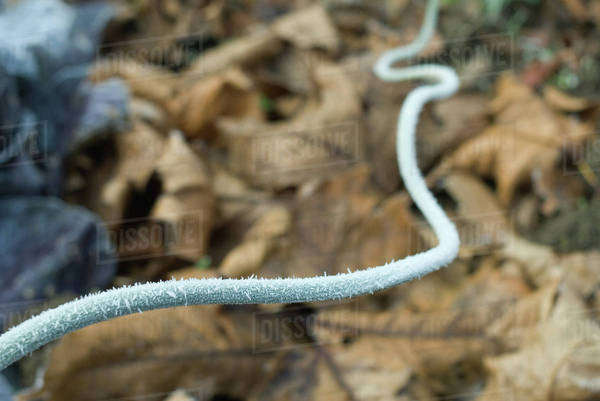 Frost covered rope - Royalty-free Stock Photo | Dissolve