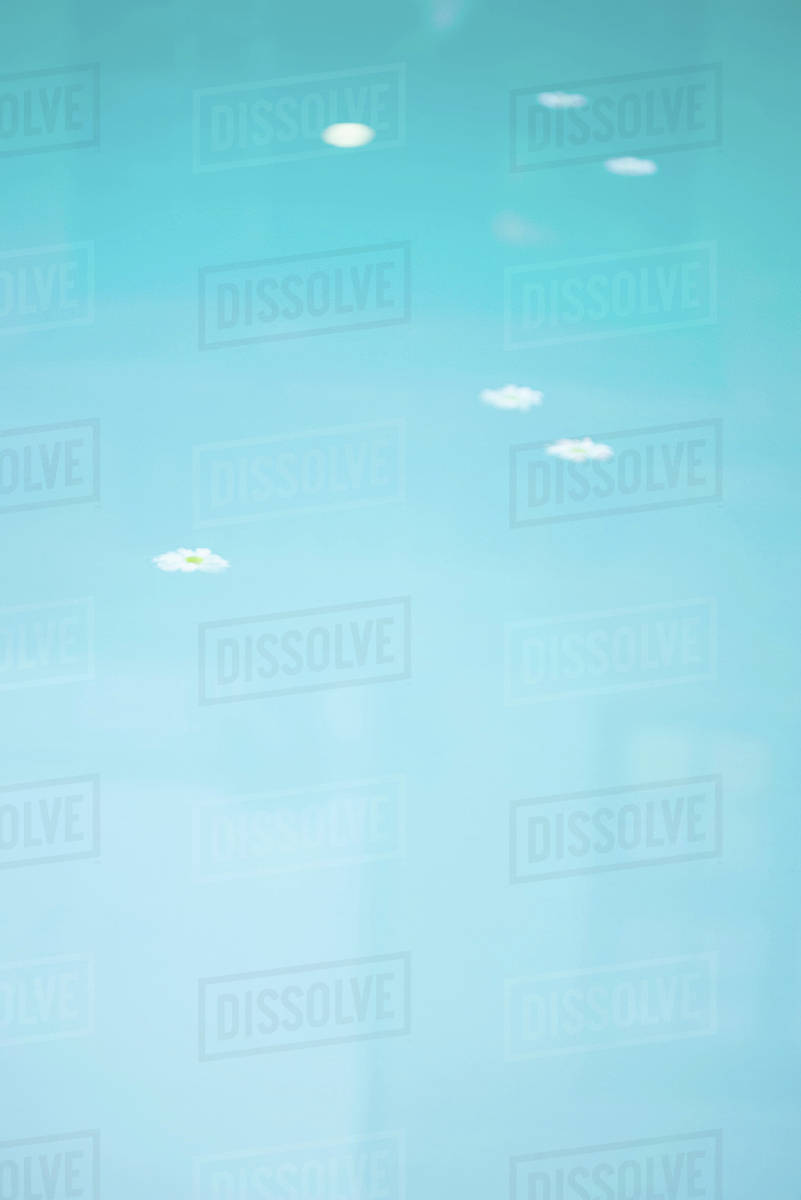 Daisies floating on surface of water - Stock Photo - Dissolve