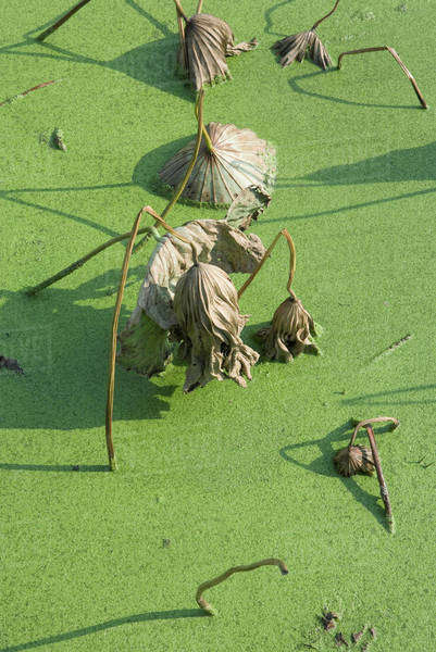 Dead leaves sinking into duckweed on surface of water, close-up ...