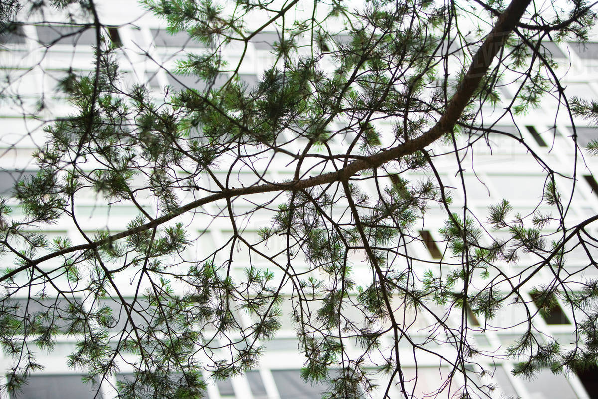 Tree branch, office building in background - Stock Photo - Dissolve