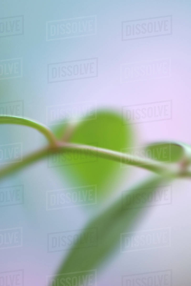 Plant stem and leaves, abstract view - Royalty-free Stock Photo | Dissolve